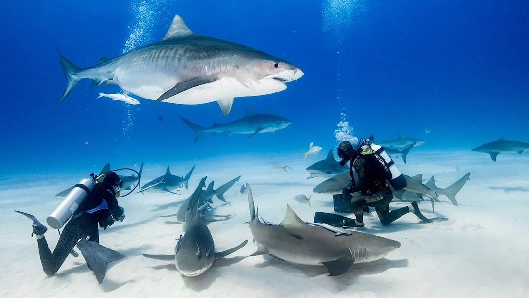 Addressing The Implications of Shark Culling: Is It Justified? - Scoop ...